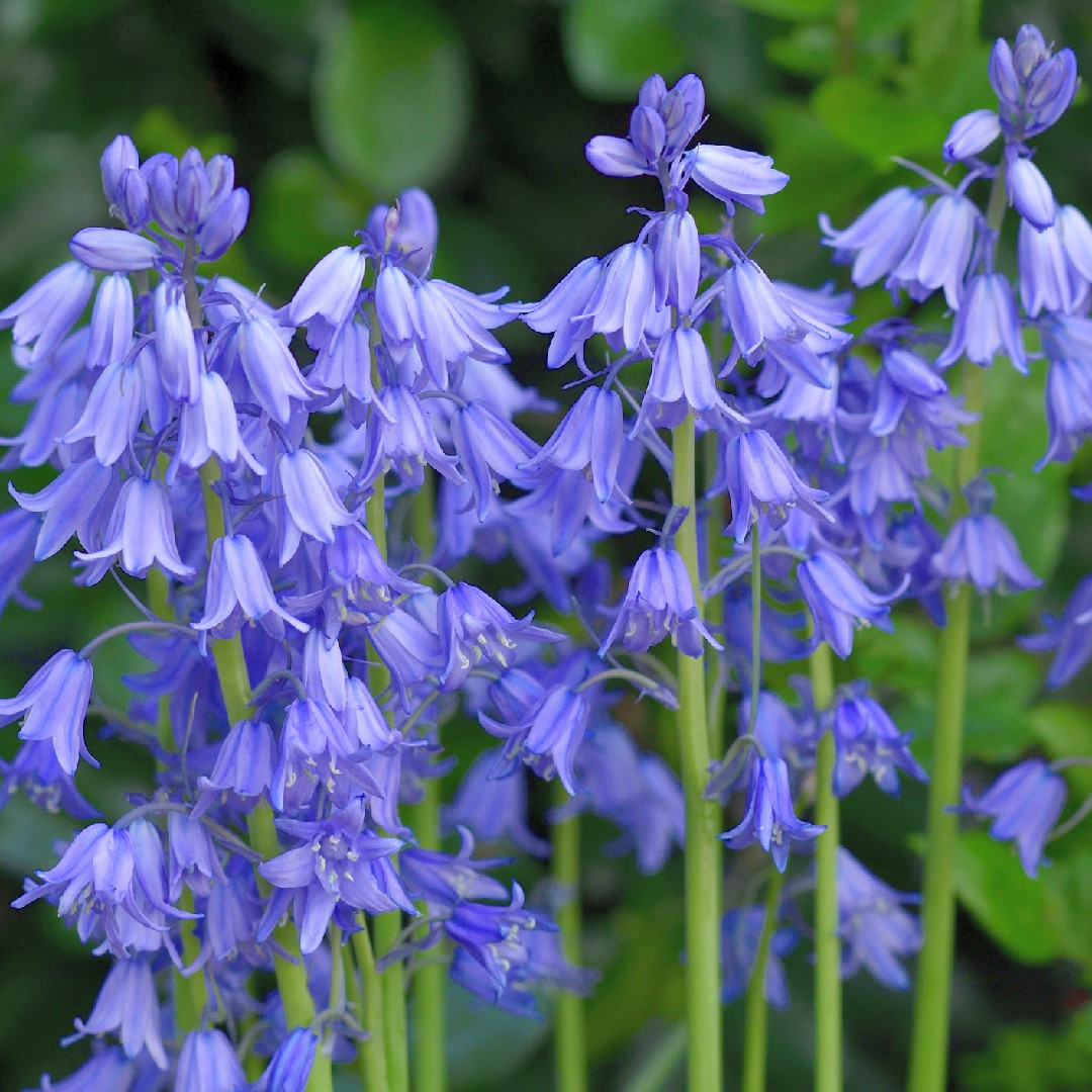 O que eu faço com o jacinto-dos-campos após a sua floração? - PictureThis