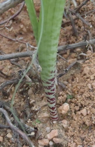 Lachenalia haarlemensis 照顧，繁殖，開花時間 - PictureThis