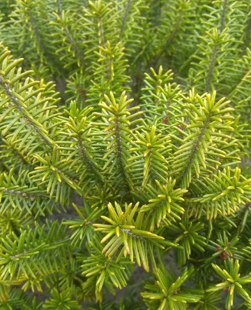 Erica carnea 'Golden Starlet' - PictureThis