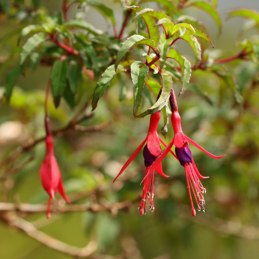 Hardy Fuchsia Fuchsia Magellanica Flower Leaf Care Uses PictureThis Hardy Fuchsia Fuchsia Magellanica Flower Leaf Care Uses PictureThis