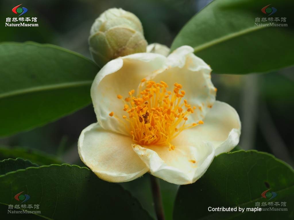 Pyrenaria spectabilis - PictureThis