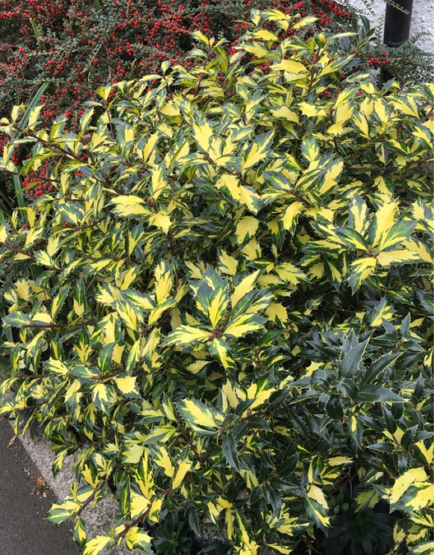 Ilex aquifolium 'Myrtifolia Aurea Maculata' Flower, Leaf, Uses ...