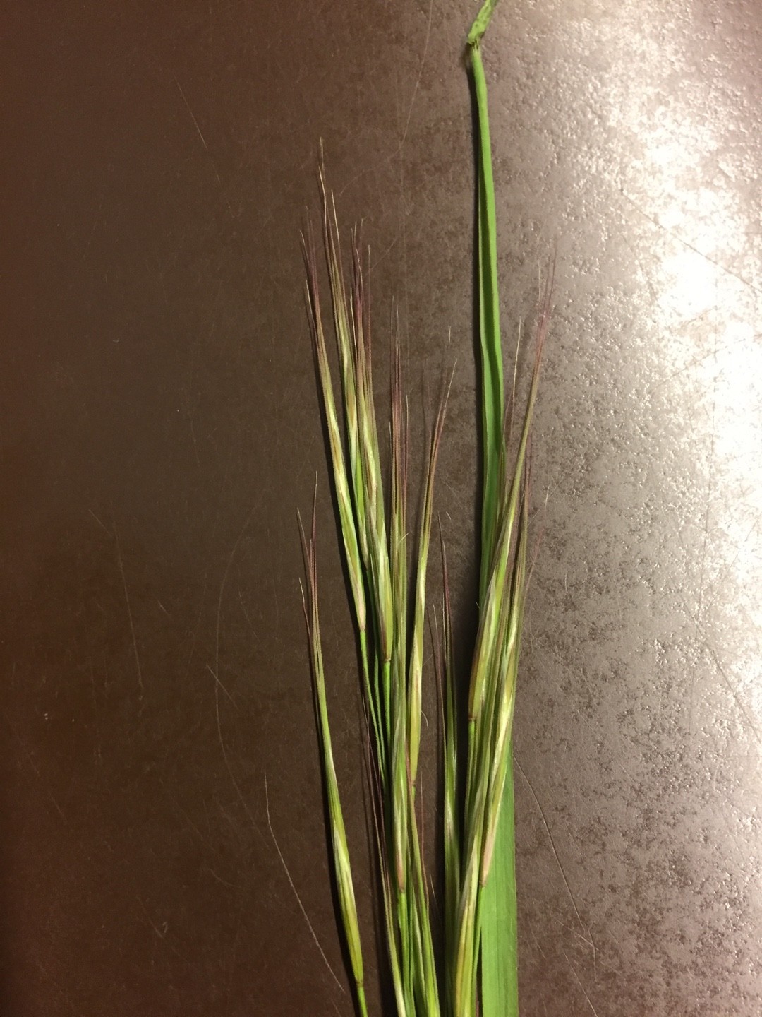 Vulpia bromoides - PictureThis