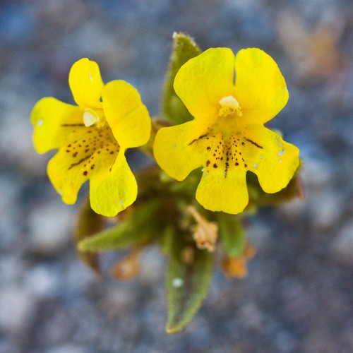 Diplacus mephiticus 照顧，繁殖，開花時間 - PictureThis