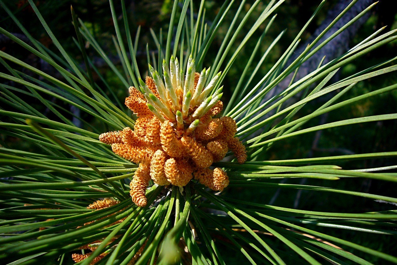 Pinus nigra subsp. nigra - PictureThis