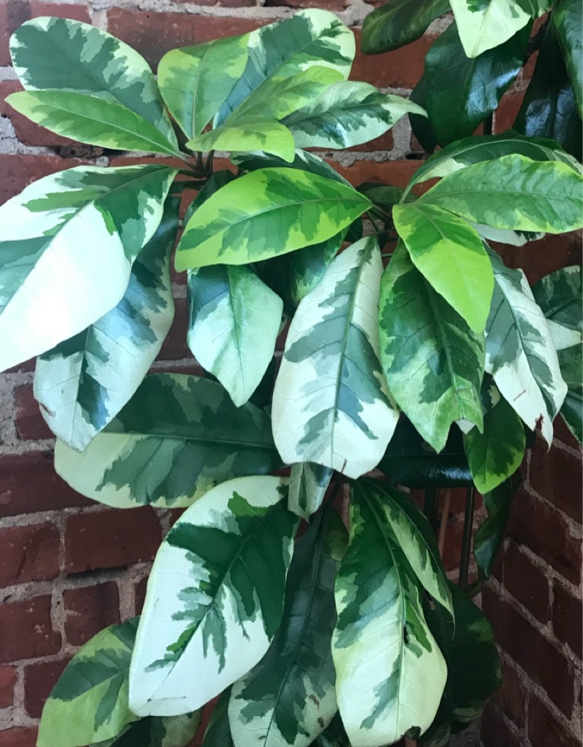 Birdlime tree (Pisonia umbellifera) Flower, Leaf, Uses - PictureThis