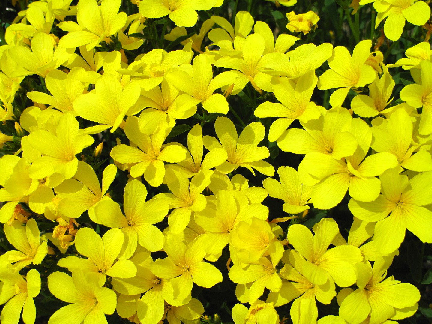 Linum flavum 'Compactum' 花言葉，学名，よくある質問 - PictureThis