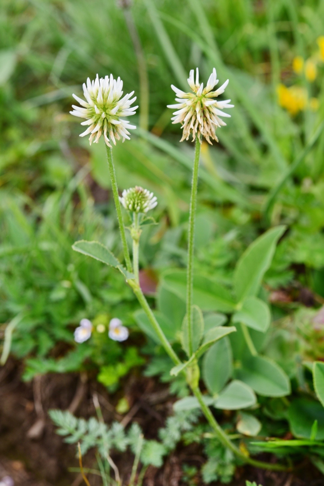 Trifolium montanum (Trifolium montanum) - PictureThis