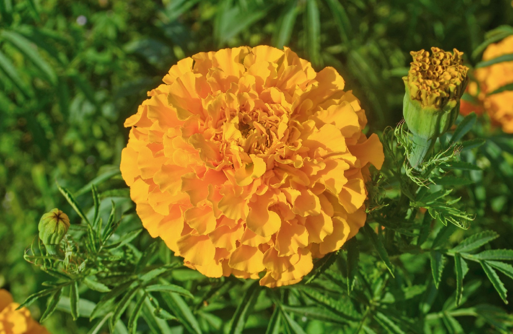 Tagetes erecta 'Perfection' - PictureThis