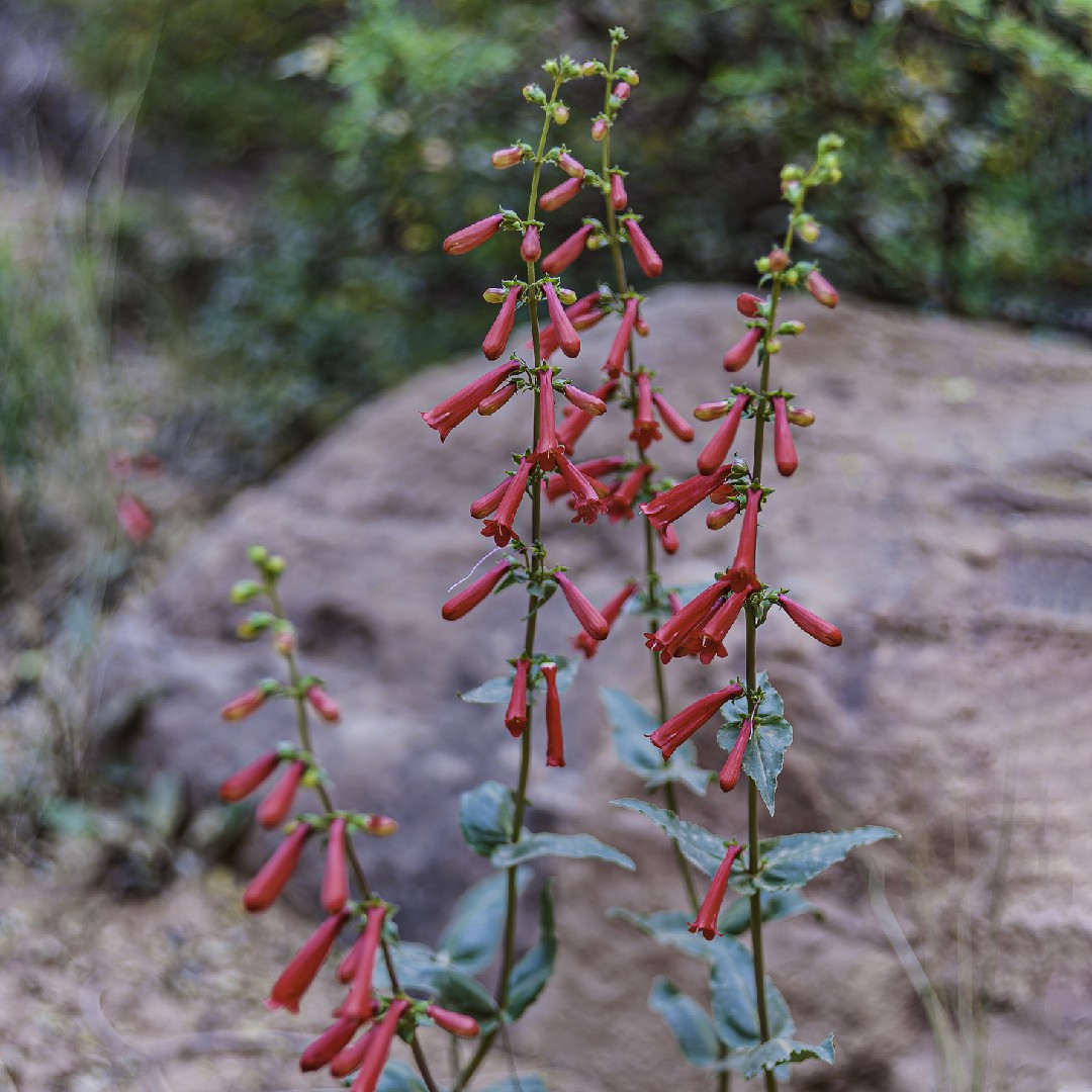 Penstemon eatonii - PictureThis