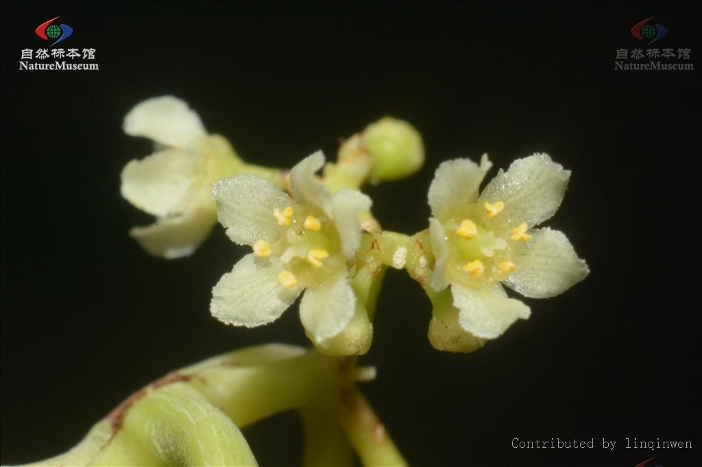 Catha edulis (Catha edulis) - PictureThis