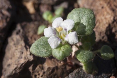 Phacelia neglecta - PictureThis