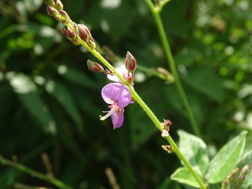 Desmodium perplexum - PictureThis