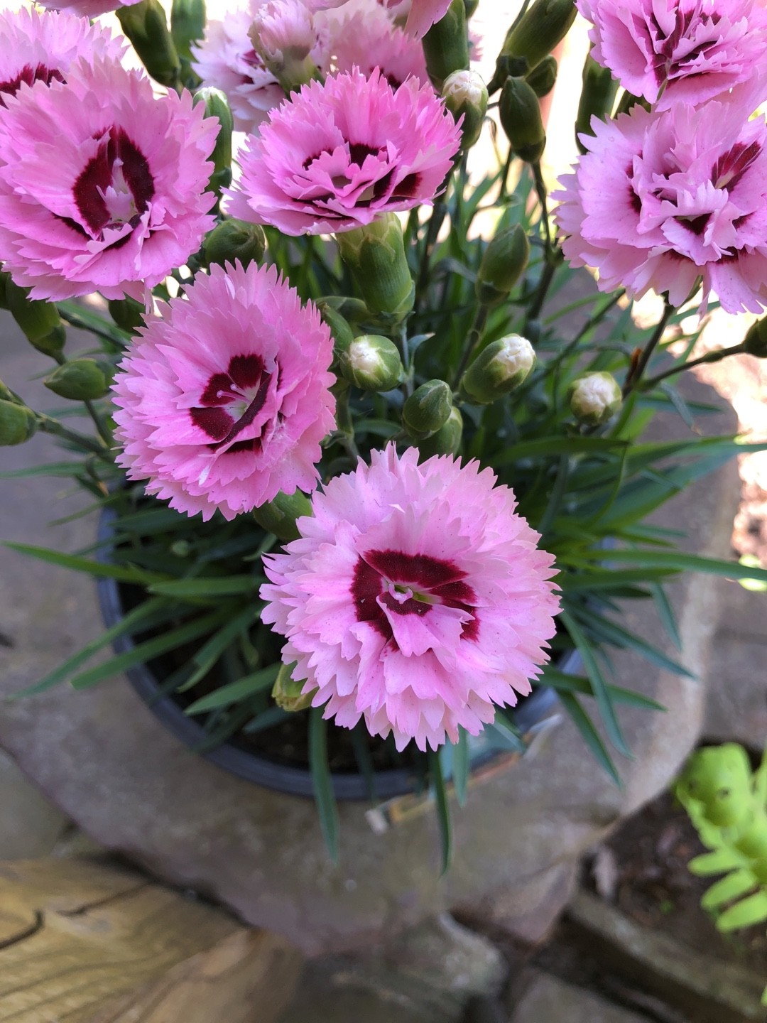 Dianthus 'Fizzy' (Dianthus 'Fizzy') - PictureThis
