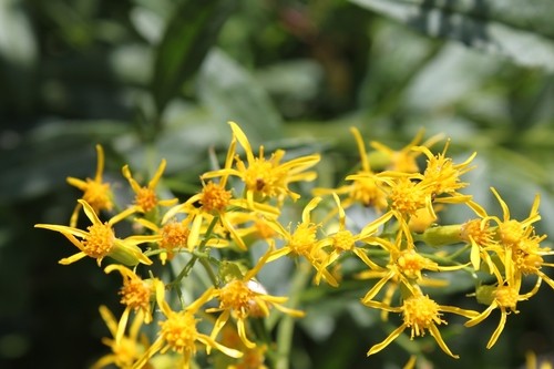 Senecio serra - PictureThis