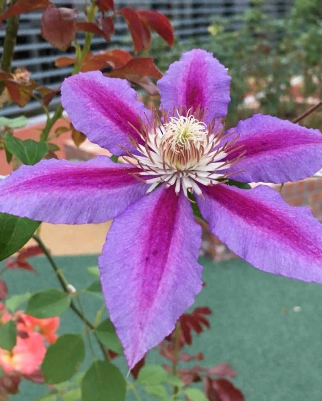 Clematis 'Anna Louise' - PictureThis