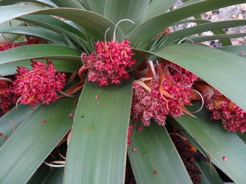 Richea pandanifolia - PictureThis