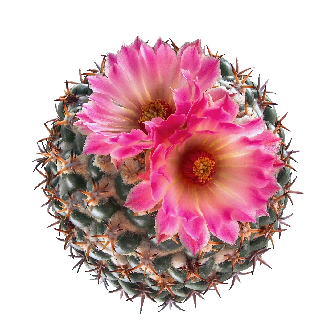象牙丸(ゾウゲマル)のお世話ガイド 育て方 育て方（潅水, 施肥, 剪定, 病気）- PictureThis