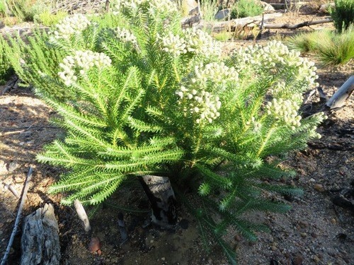 Berzelia squarrosa - PictureThis