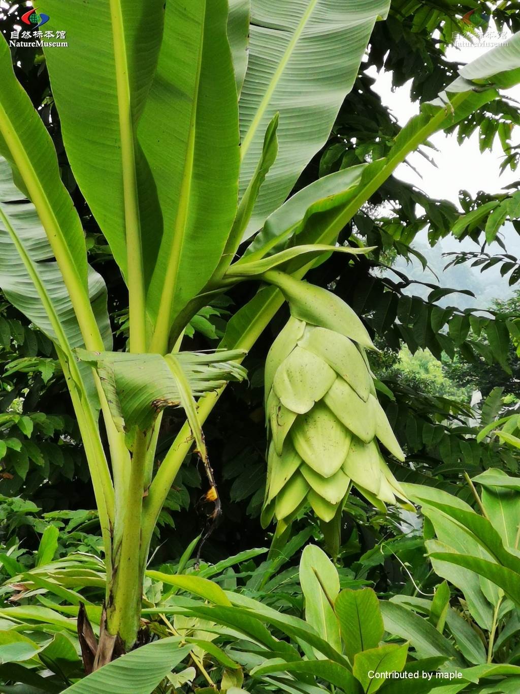 Ensete glaucum - PictureThis