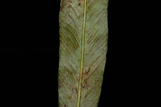 Asplenium ensiforme - PictureThis