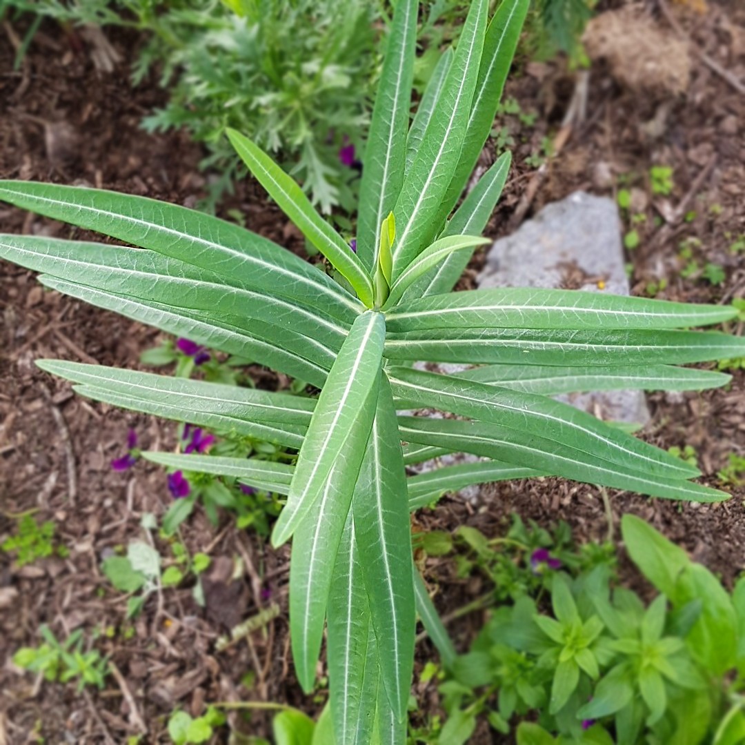 Tártago Cuidados (Plantando, Fertilizantes, Enfermedades) - PictureThis