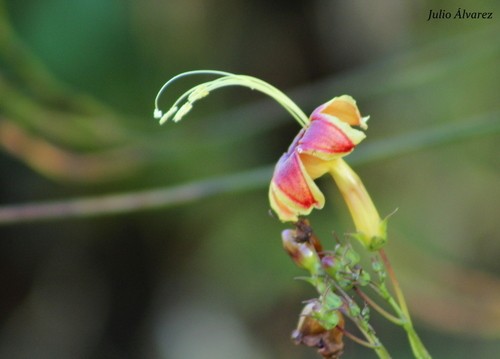 Ipomoea neei - PictureThis