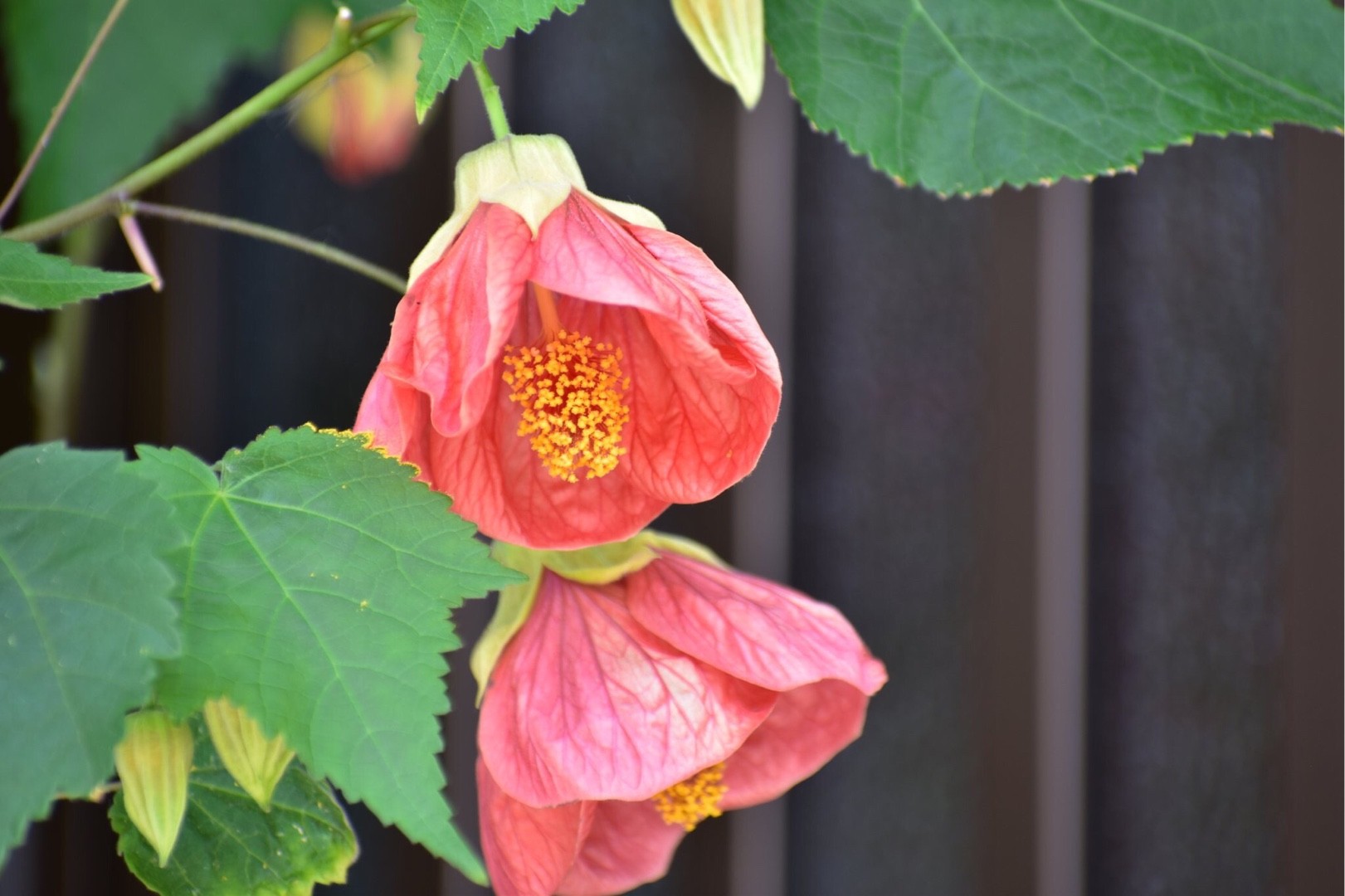 Abutilon 'Ashford Red' (Abutilon 'Ashford Red') - PictureThis