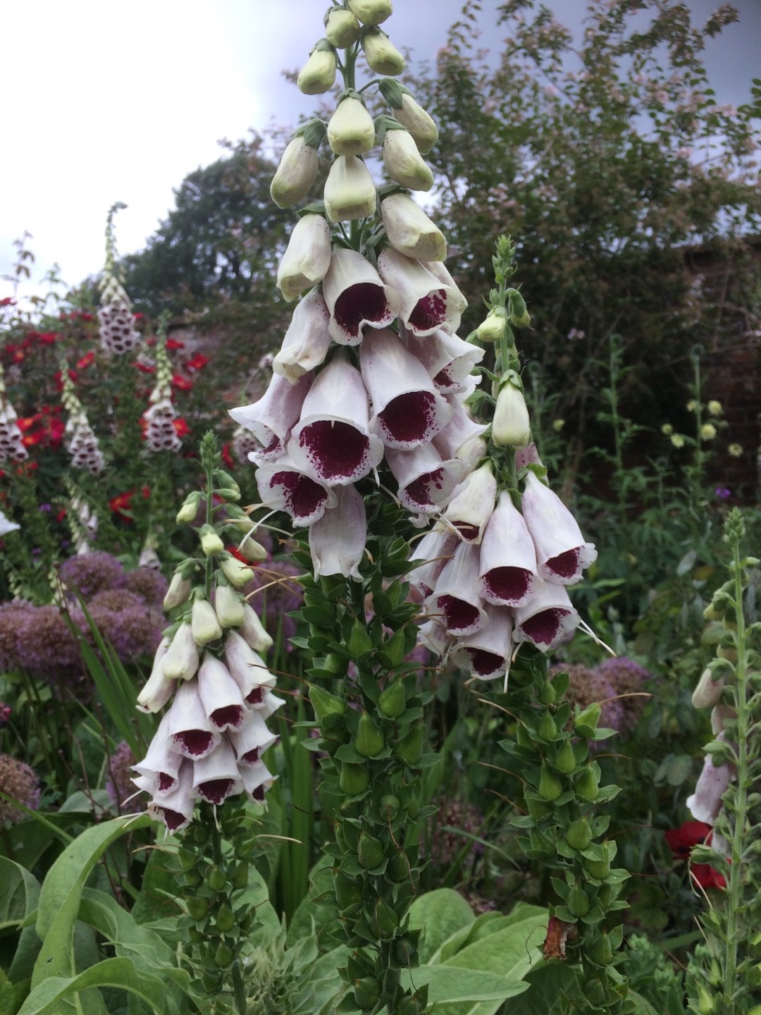 Digitalis purpurea 'Pam's Choice' - PictureThis