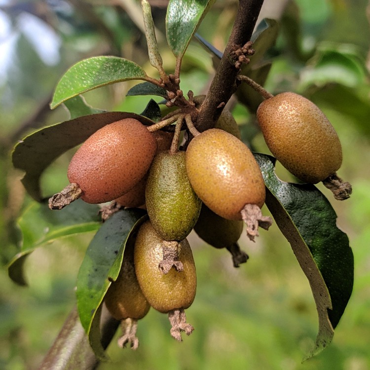 Elaeagnus pungens - PictureThis