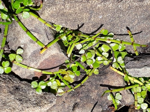 Lilaeopsis novae-zelandiae - PictureThis