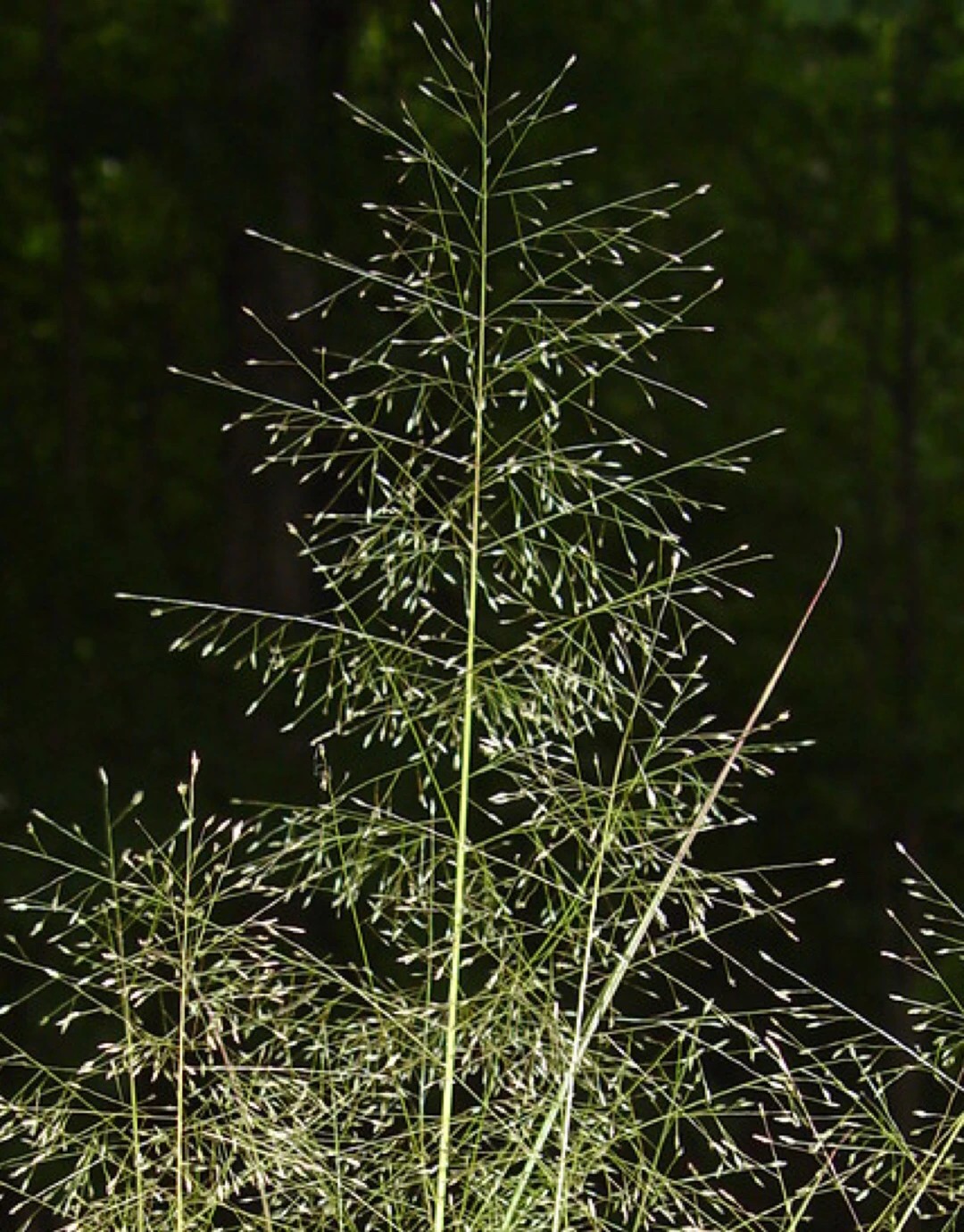 Sporobolus airoides - PictureThis