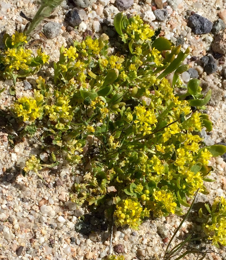 Lepidium flavum - PictureThis