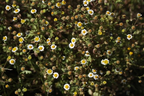 Perityle emoryi - PictureThis