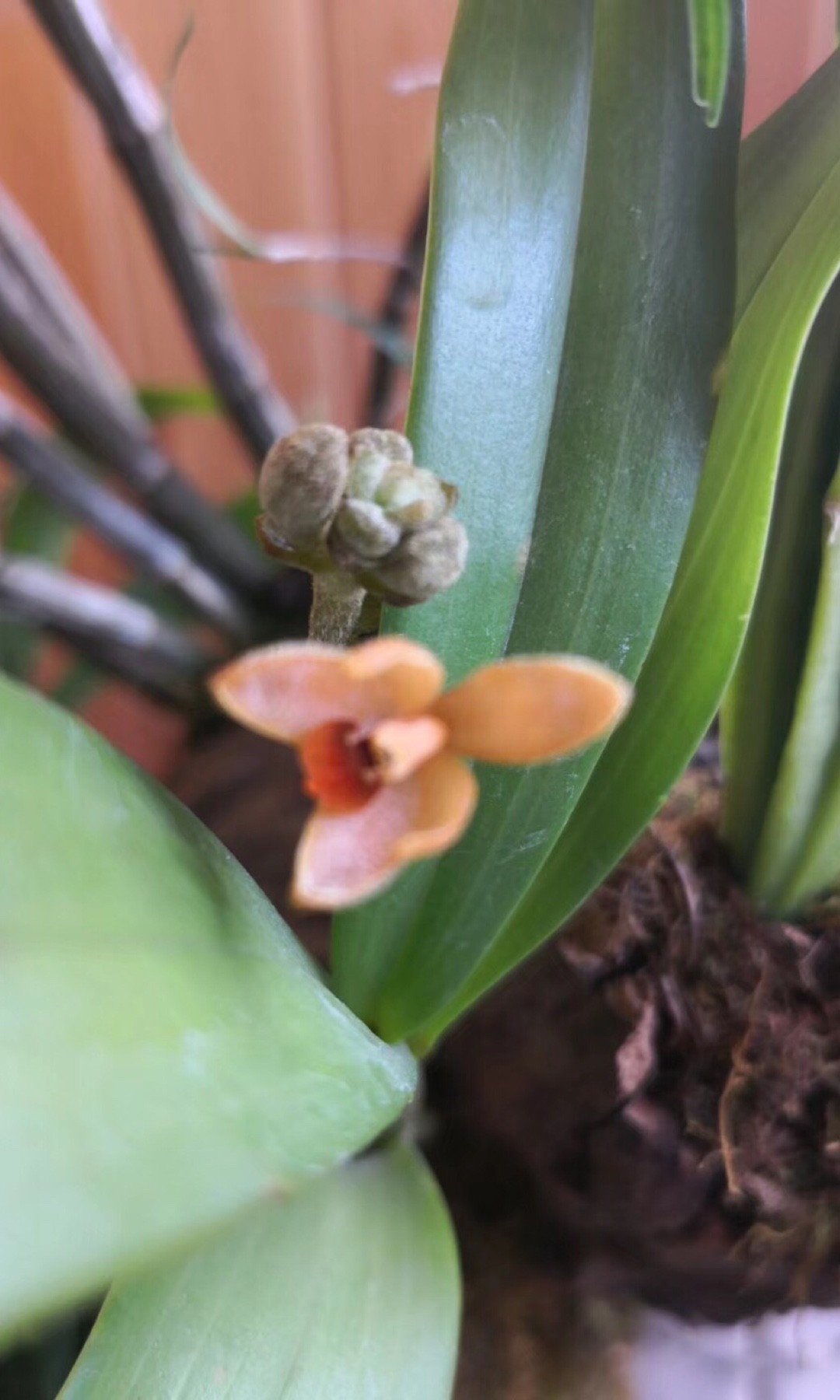 Callostylis rigida - PictureThis