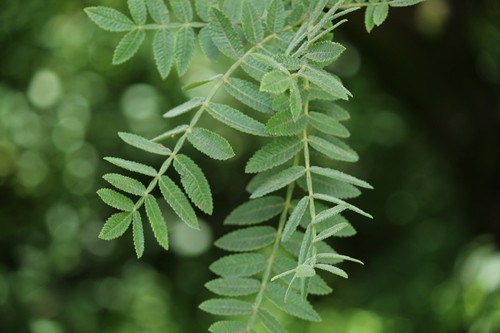 Bursera cuneata 照顧，繁殖，開花時間 - PictureThis