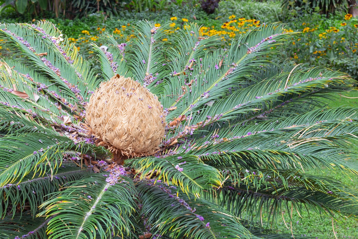 Cycas pectinata - PictureThis