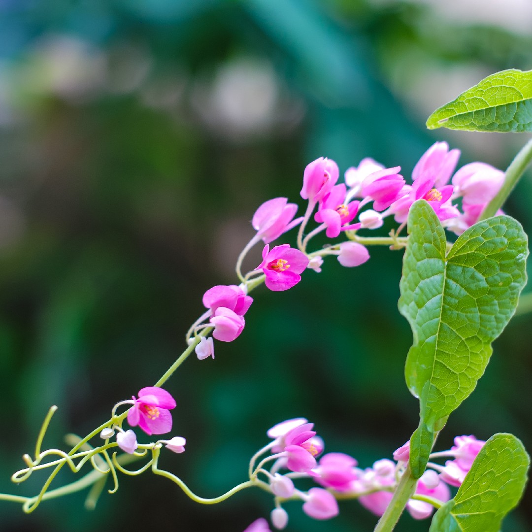 Antigonon leptopus - PictureThis