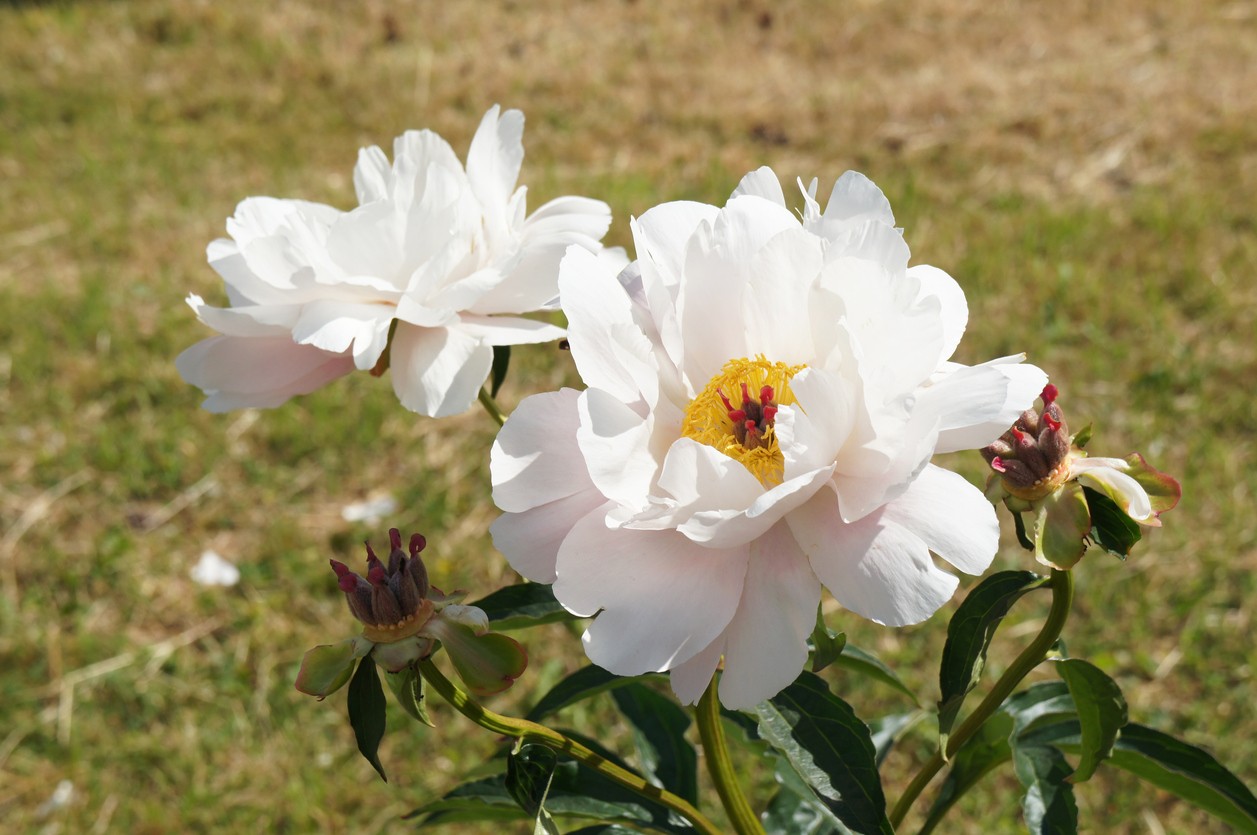 Paeonia jishanensis (Paeonia jishanensis) - PictureThis