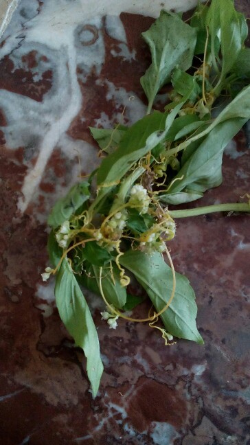 Cuscuta (Cuscuta) - PictureThis