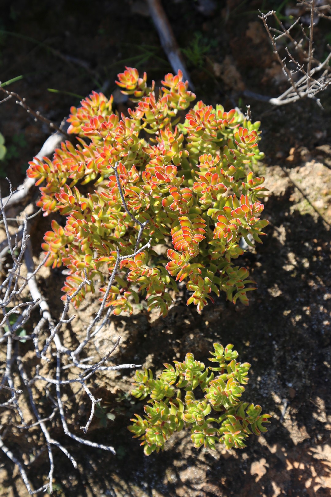 Crassula dejecta - PictureThis