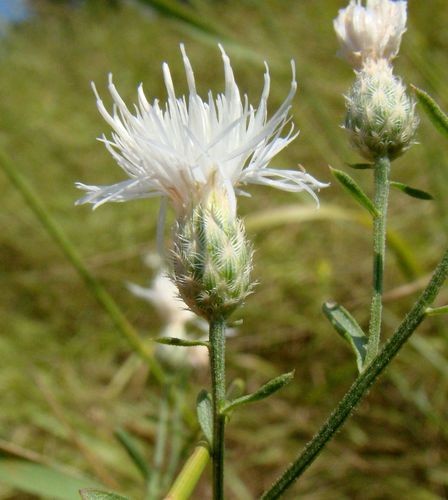 Centaurea diffusa - PictureThis