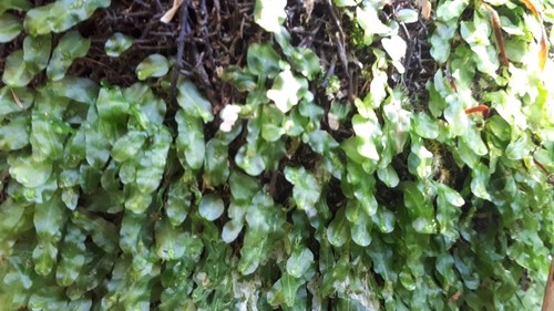 Symphyogyna subsimplex - PictureThis