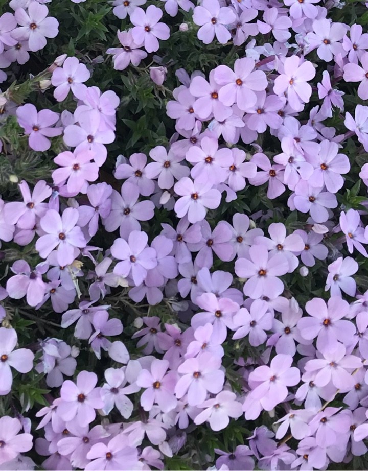 Flammenblumen (Phlox) - PictureThis