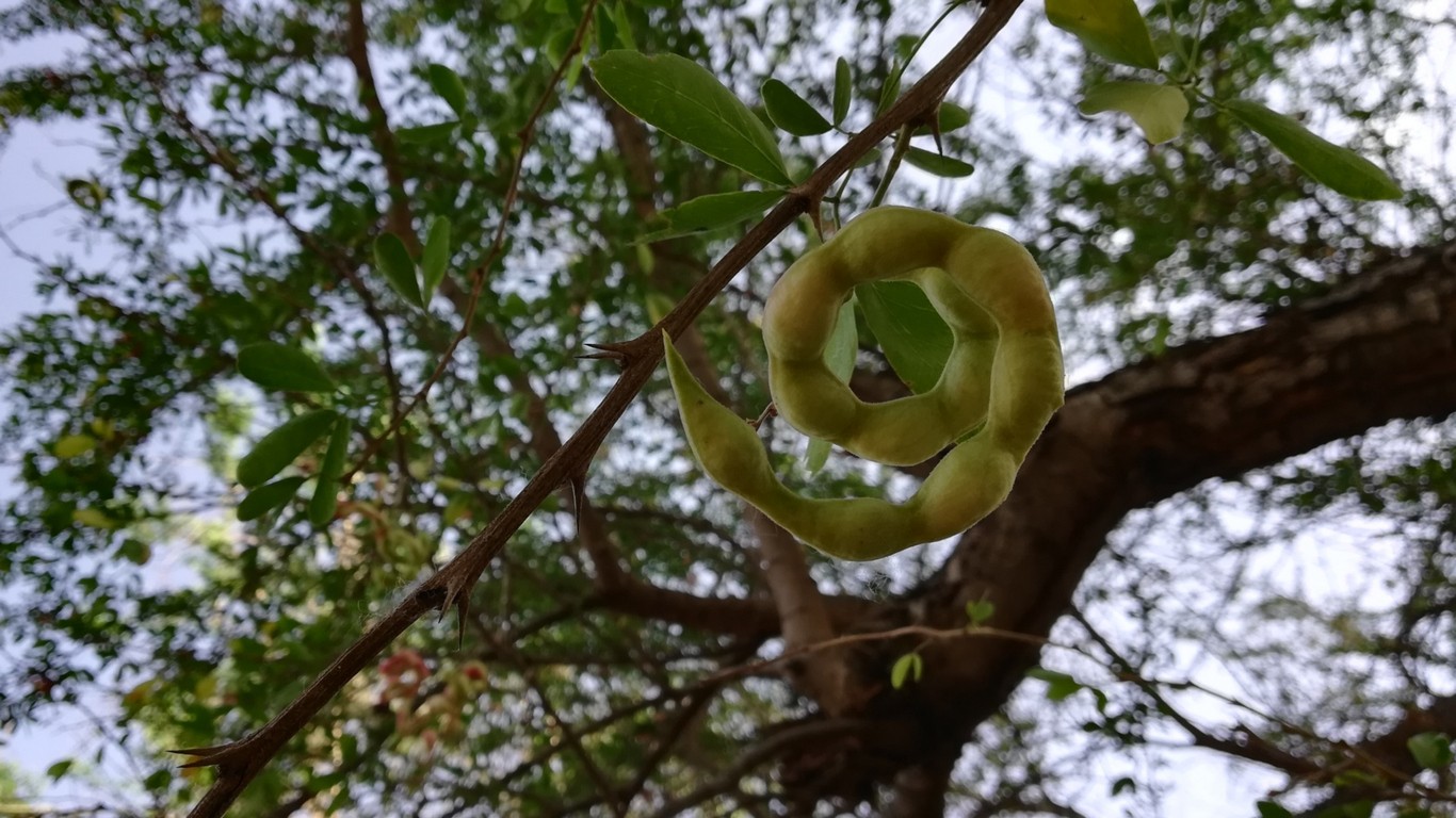 Monkey-pod (Archidendron clypearia) Flower, Leaf, Uses - PictureThis
