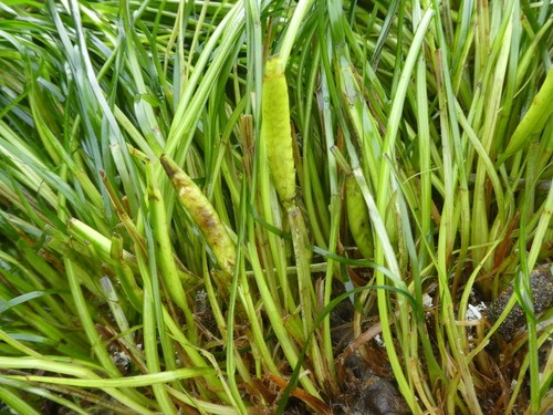 Phyllospadix scouleri - PictureThis