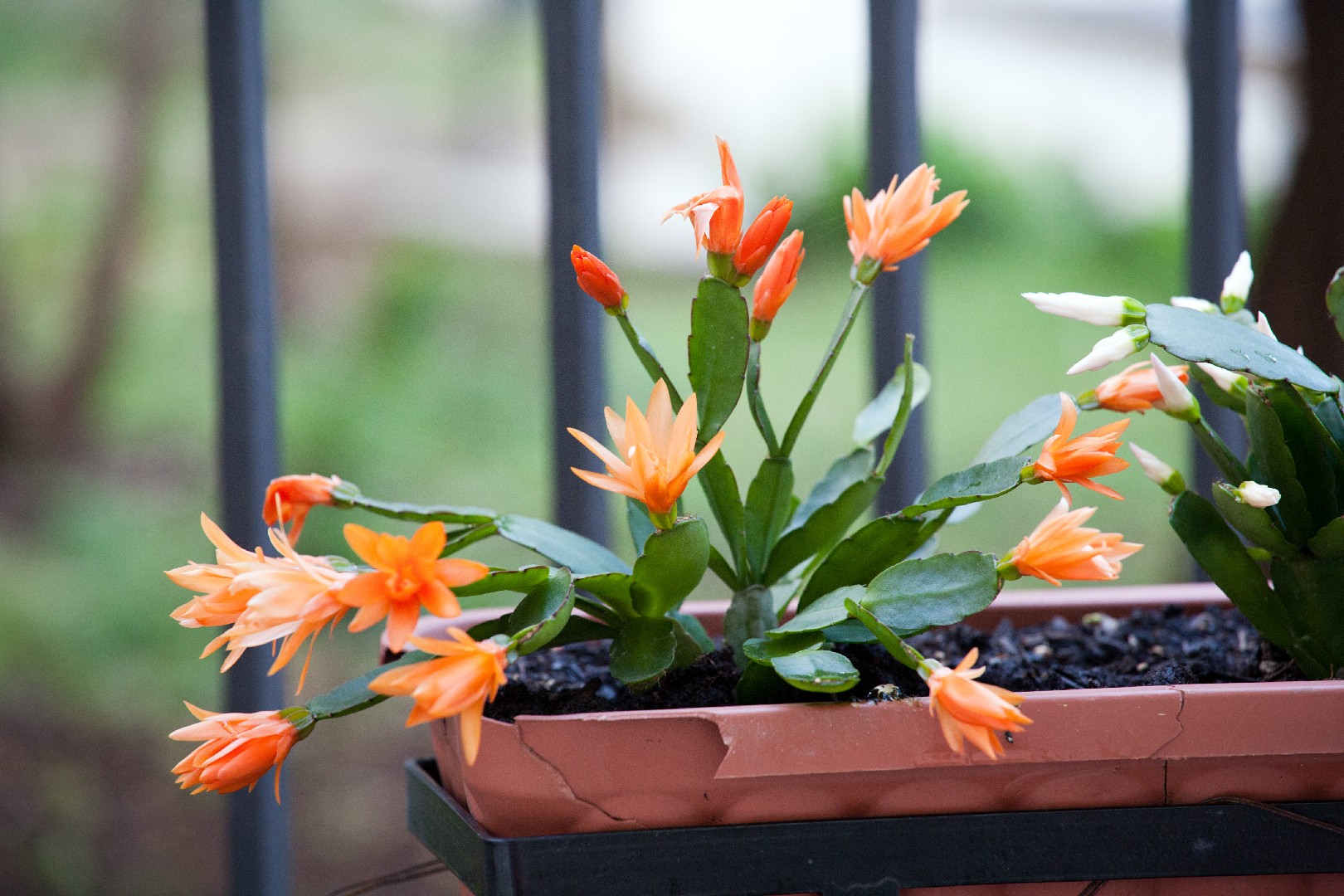 Schlumbergera 'Thor Wild Cactus Orange' уход (почву, удобрение, обрезка ...