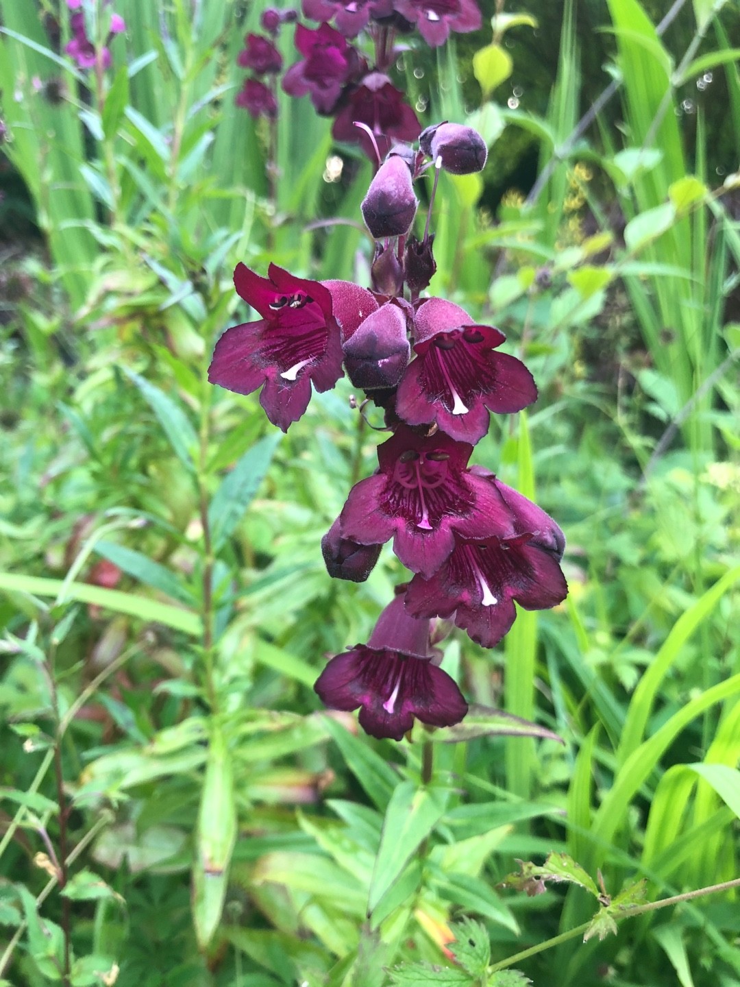 펜스테몬 (Penstemon) - PictureThis