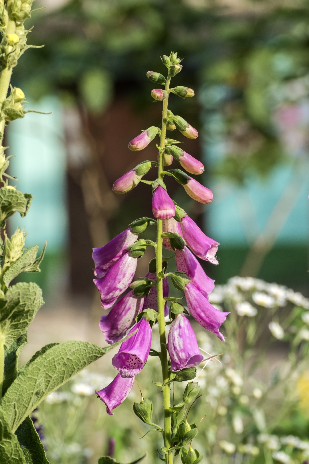 Digitalis purpurea 'Candy Mountain' - PictureThis