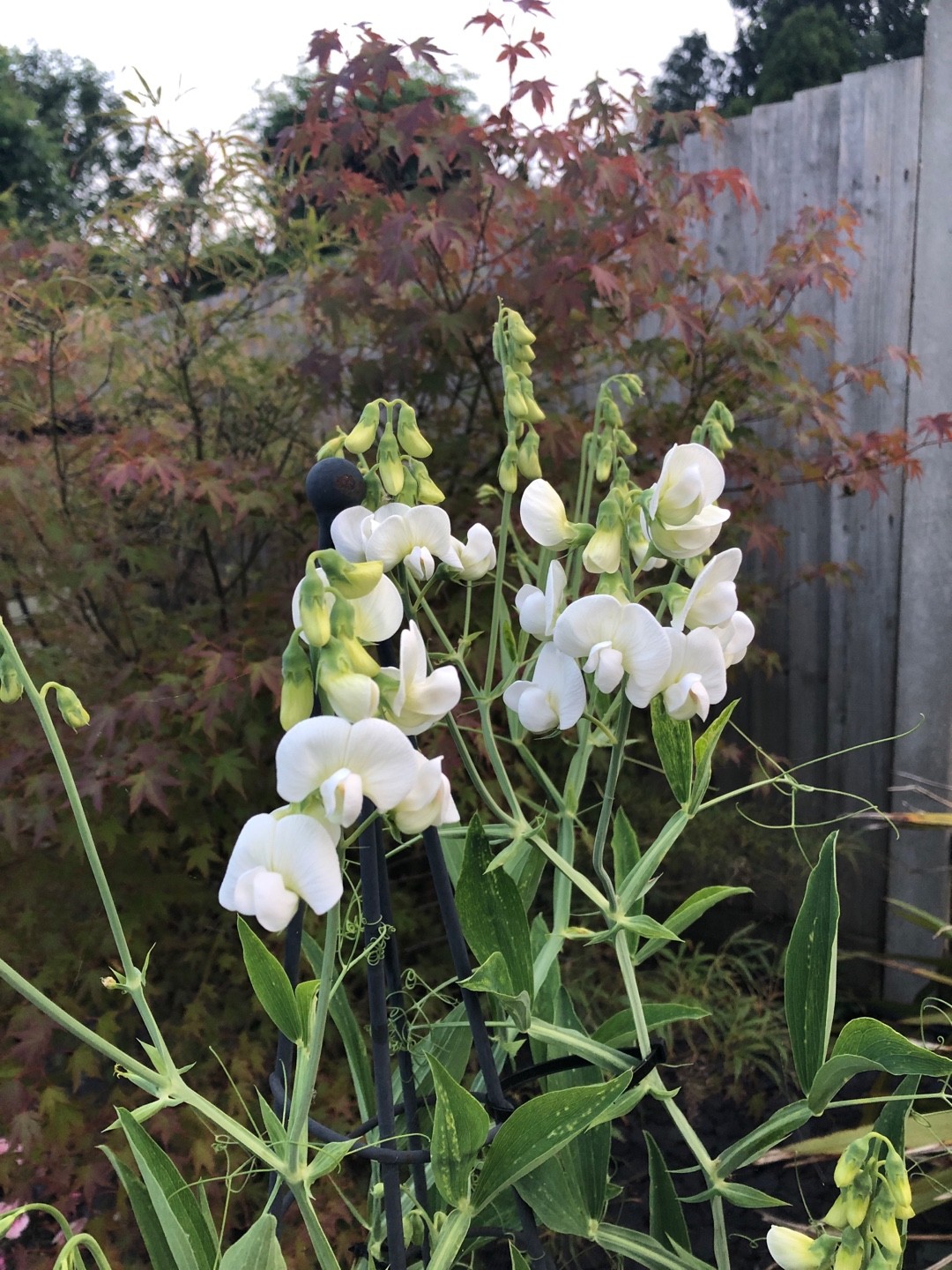Lathyrus latifolius 'Albus' (Lathyrus latifolius 'Albus') - PictureThis